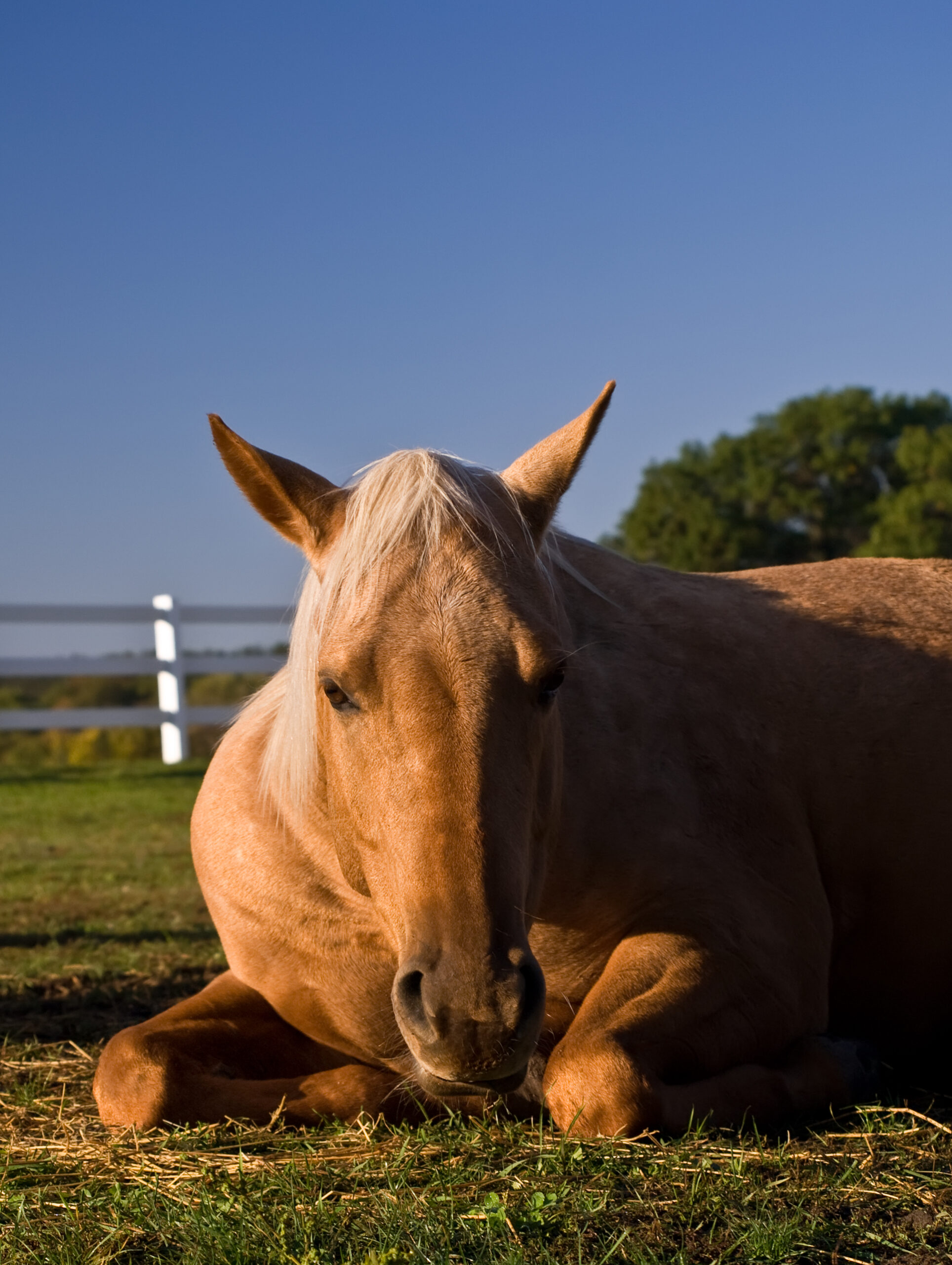 Equine Guelph declares February Colic Prevention Education Month – The ...