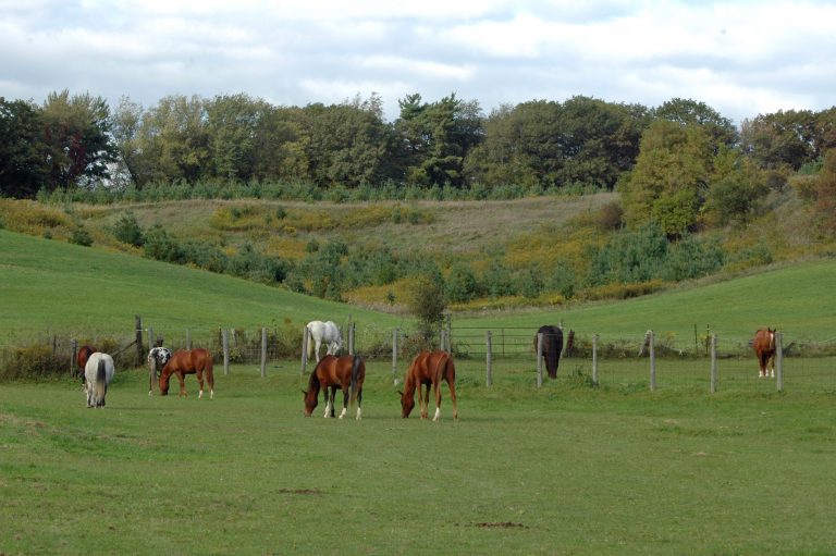 Are You Up to Par with the Equine Code of Practice? – The Horse Portal