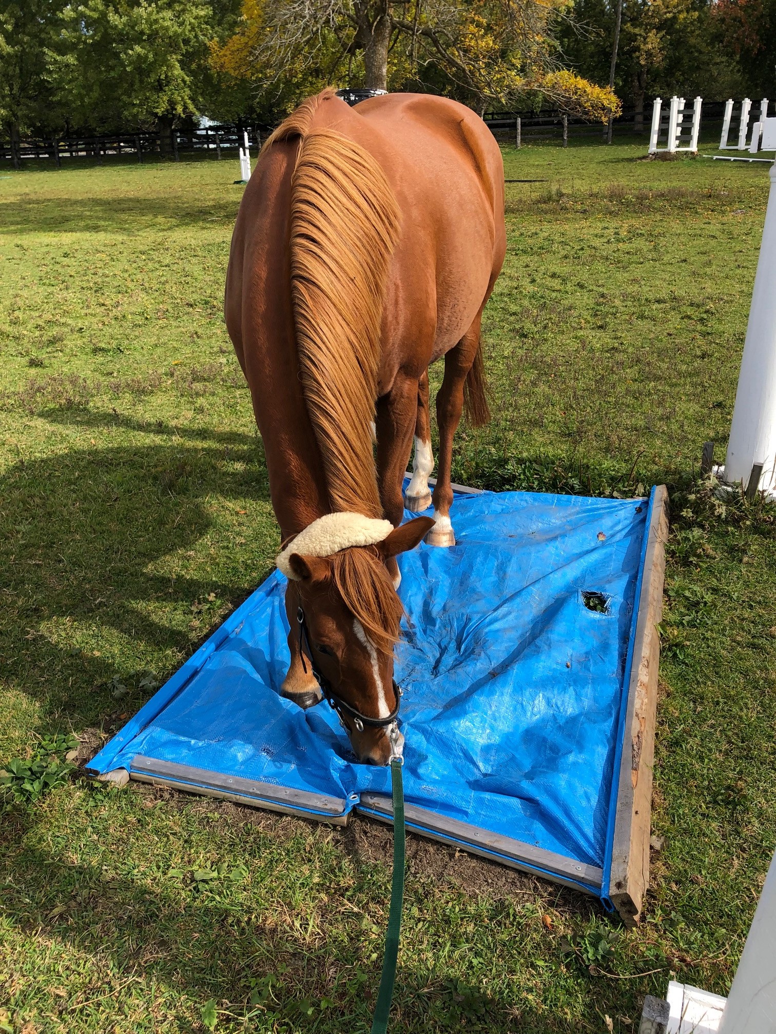 Do equestrians know how their horses learn? – The Horse Portal