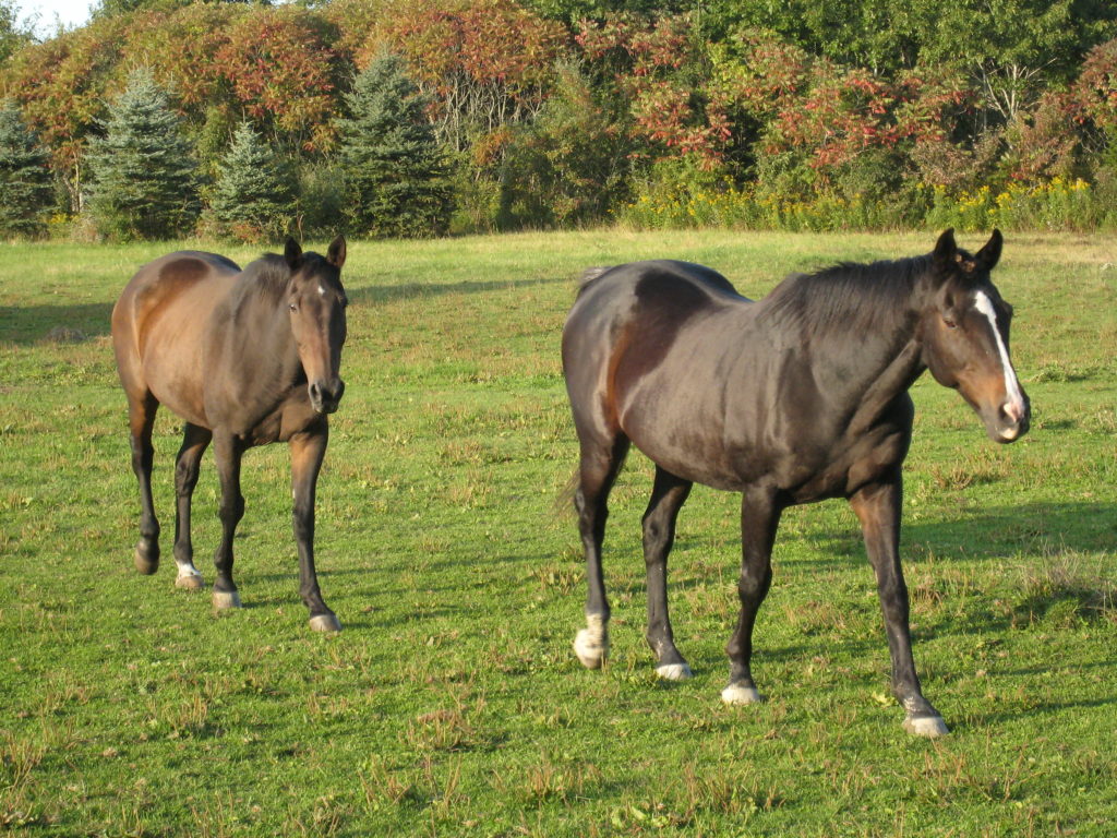 Signs of Aging – The Horse Portal