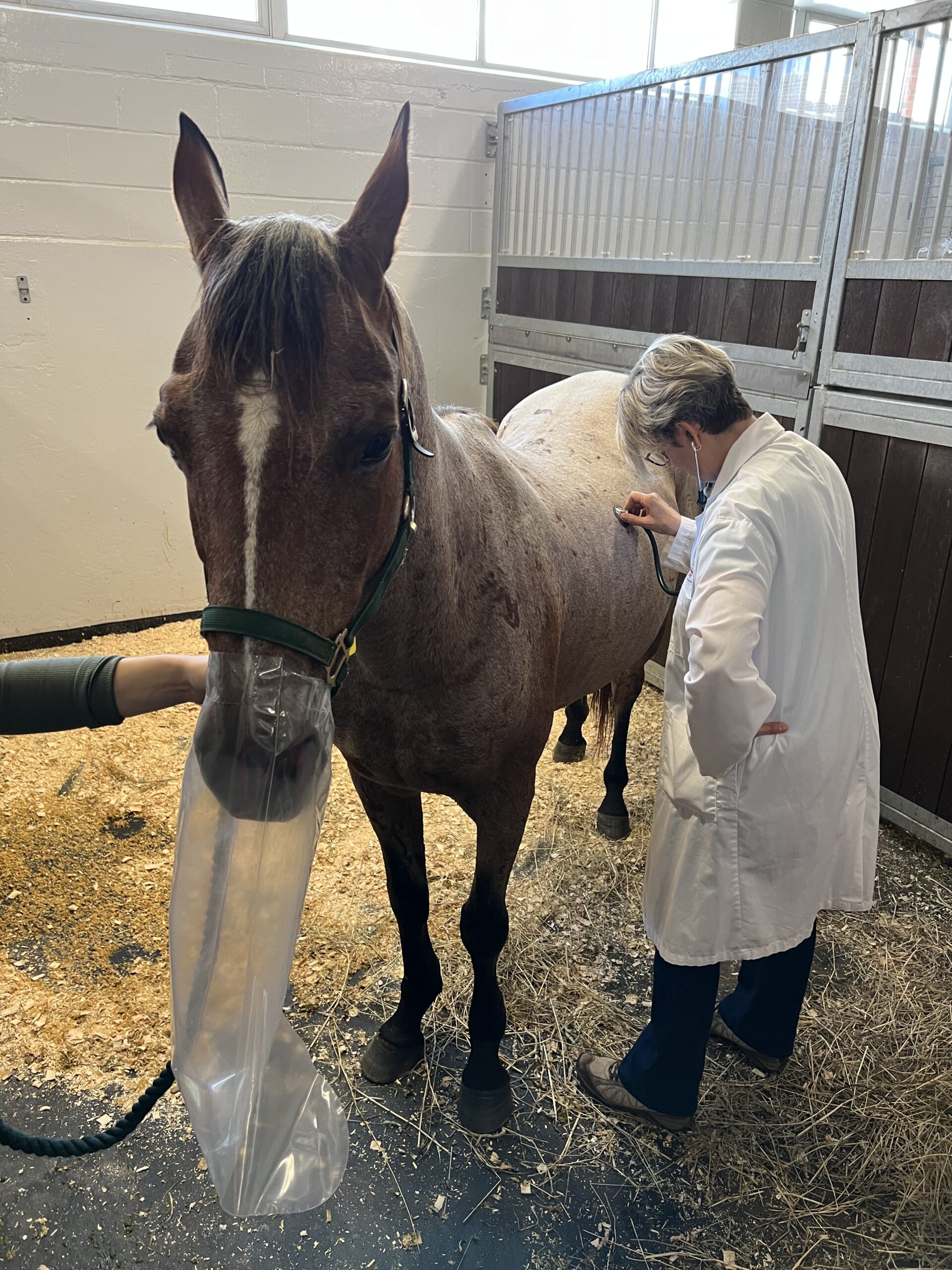 Air Quality and Air Pollution’s Impact on Your Horse’s Lungs – The ...