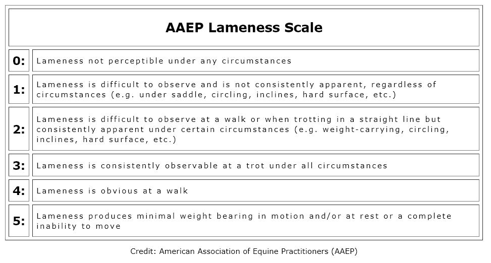 Lameness Checklist – The Horse Portal