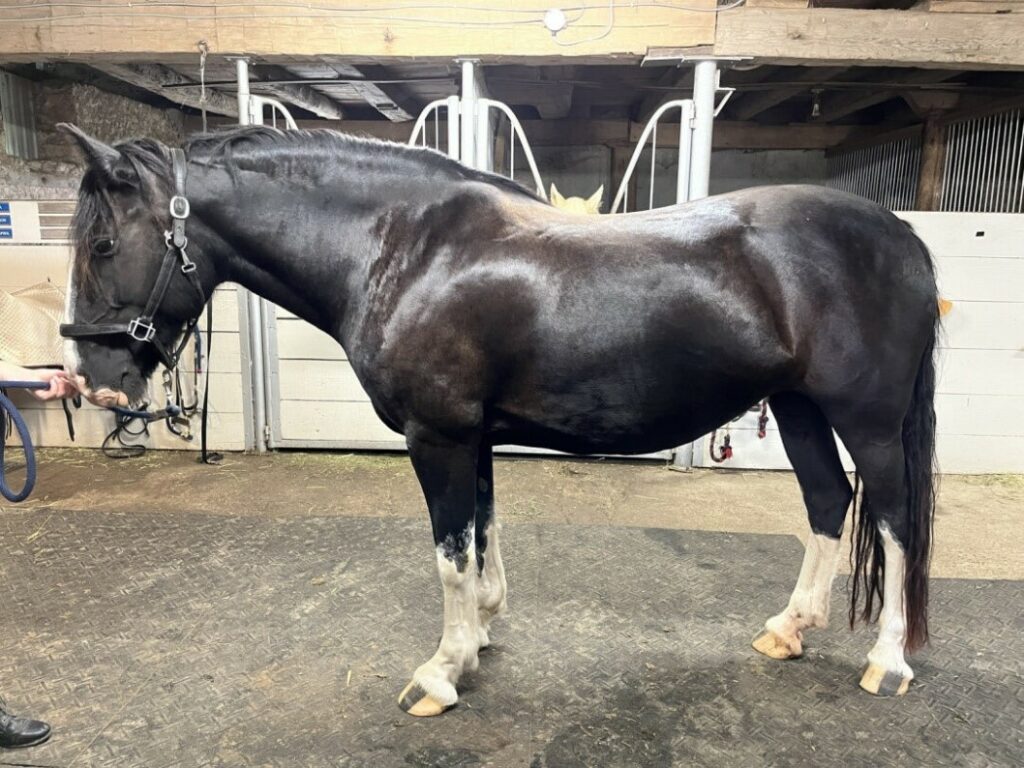 Body Condition Scoring Tool – The Horse Portal