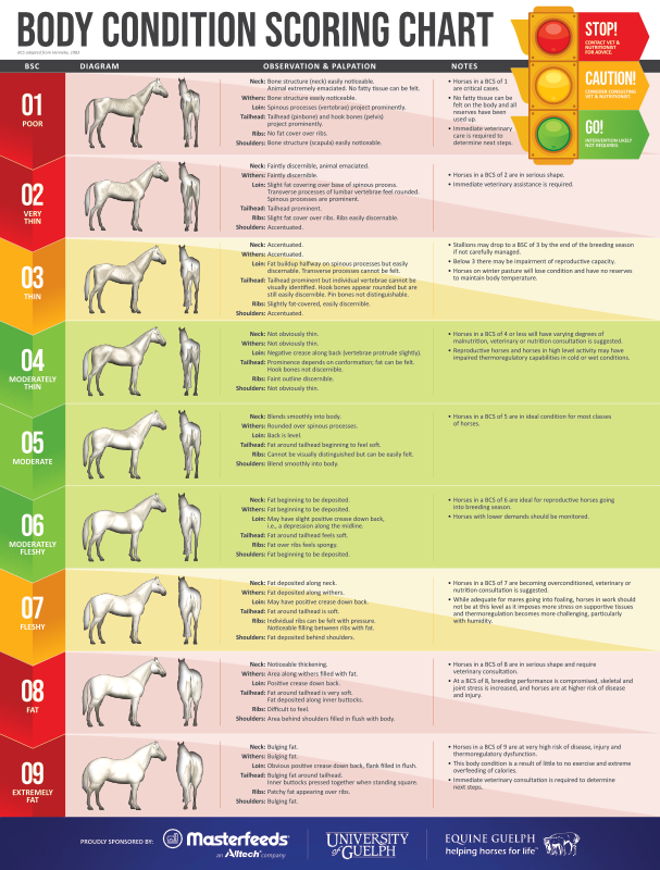 BCS at a Glance | Poster – The Horse Portal