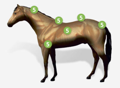 Body Condition Scoring Tool – The Horse Portal