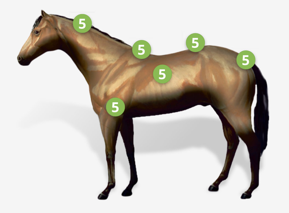 Body Condition Scoring Tool – The Horse Portal