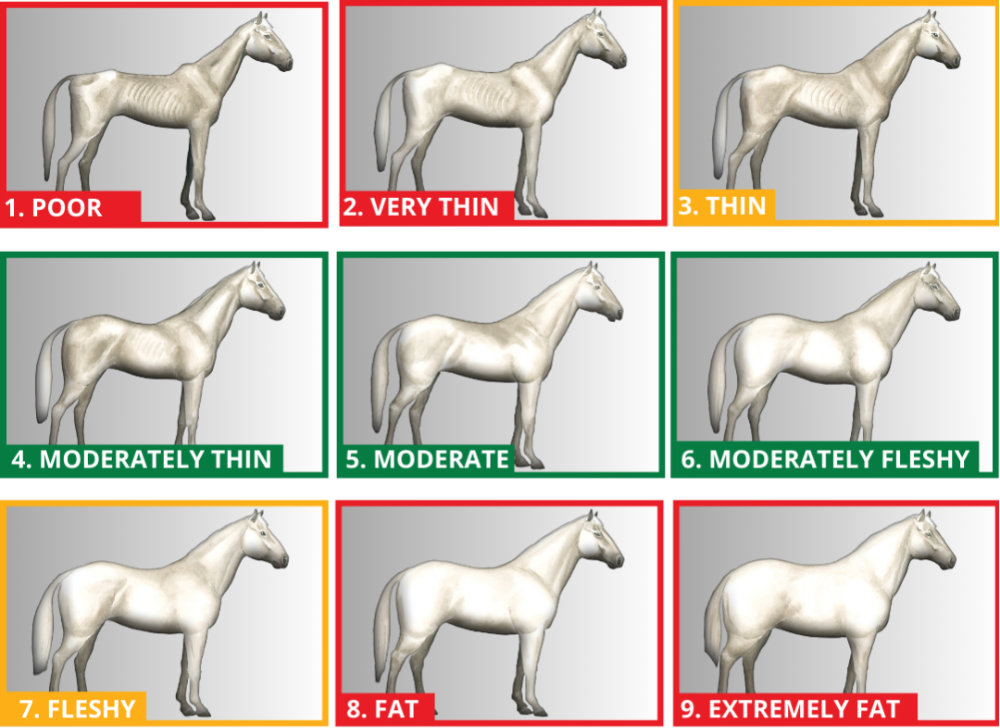 BCS Images: Scores 1-9 – The Horse Portal