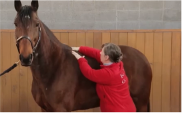 Body Condition Scoring Tool – The Horse Portal