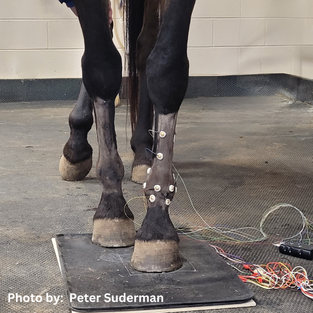 Ontario Veterinary College & University of Toronto Researchers Use ...