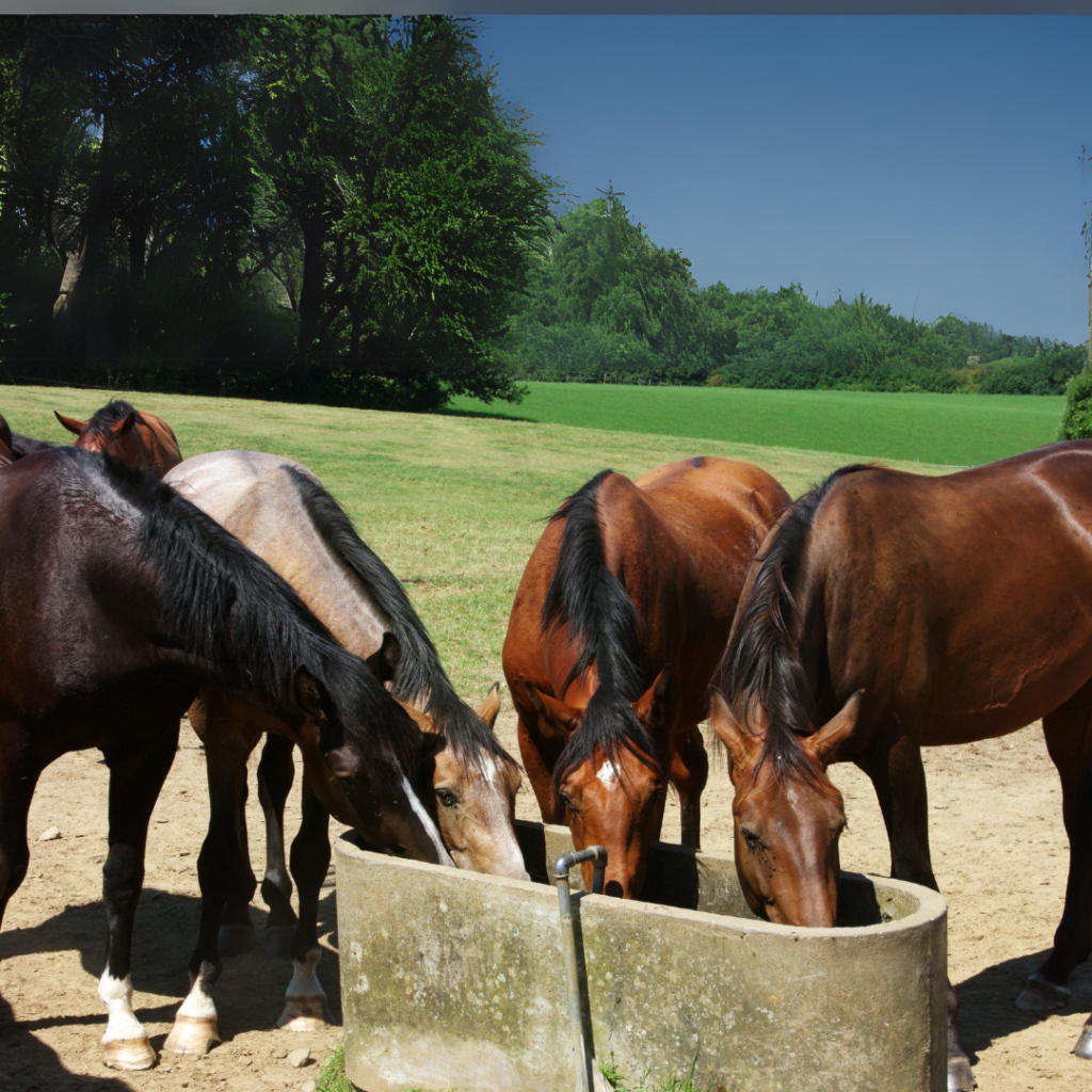 Testing 1-2-3 – Strangles Research – The Horse Portal