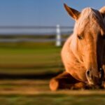 Horse Health Check Tool – The Horse Portal