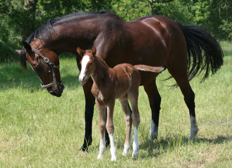 Mare & Foal Care Tool – The Horse Portal