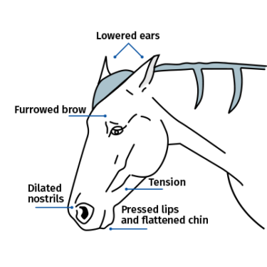 Senior Horse Education Month Features Arthritis and Pain Recognition ...