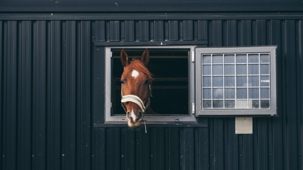 6 Tips: Protect Your Horse From Sickness – The Horse Portal