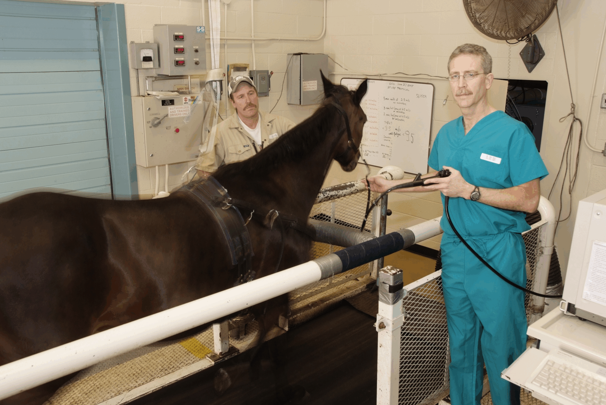Conditioning the Racehorse – New Free Online Course for the Racing ...