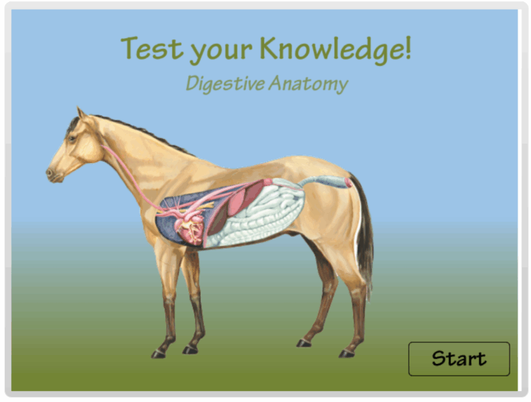 EquiMania! Online for Kids – The Horse Portal