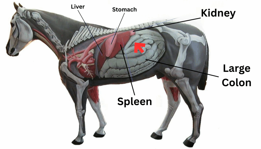Study Supports Preventive Surgery to Reduce Recurring Entrapment Colic ...