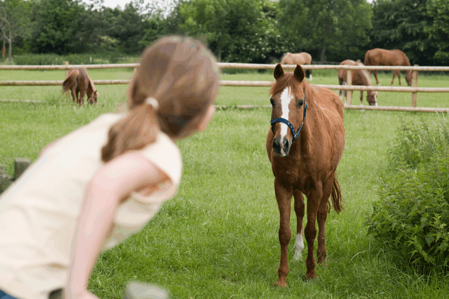 Kickstart Your Horse Journey in 2026 – Free Safety & Behaviour Course ...
