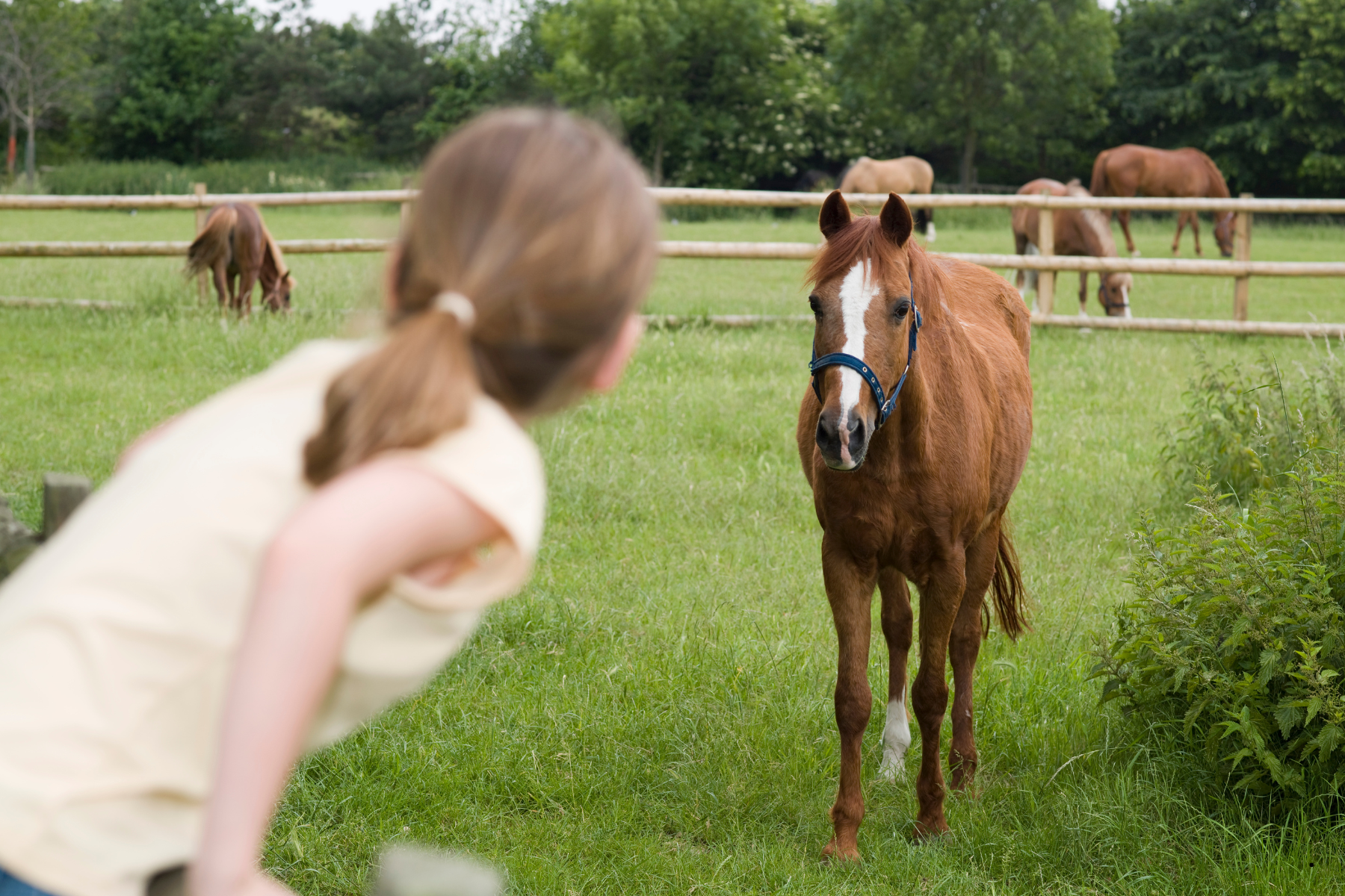 Kickstart Your Horse Journey in 2026 – Free Safety & Behaviour Course for Youth! – The Horse Portal